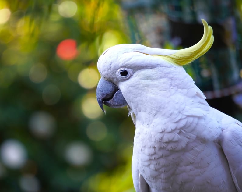 Birds Soak Food Just Like We Do, Study Finds | Engoo Daily News