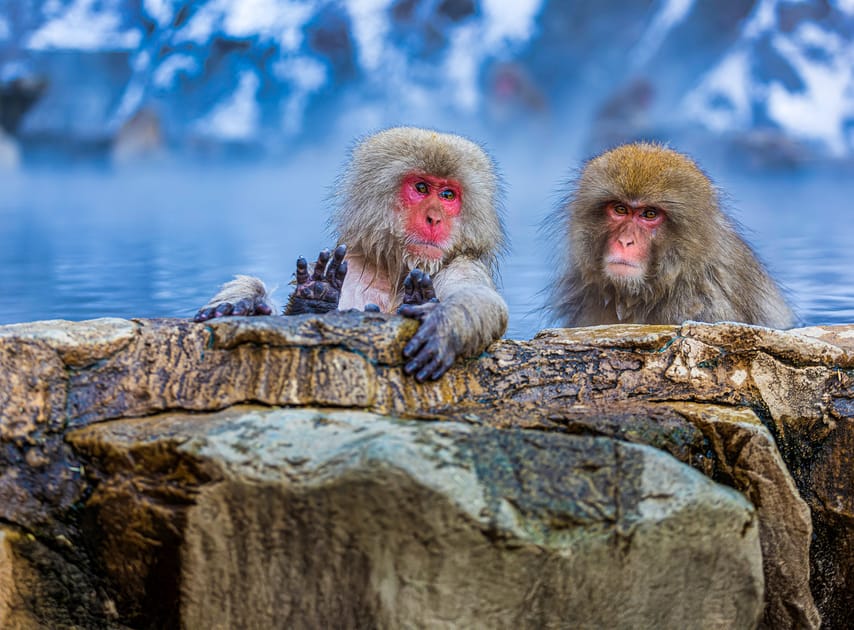 More Than a Bath: How Monkeys Use Hot Springs | Engoo Tin tức hàng ngày