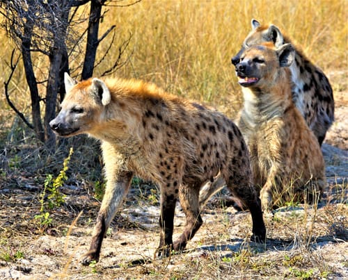 A 'Cackle' of Fun Collective Animal Nouns | DMM英会話 デイリーニュース