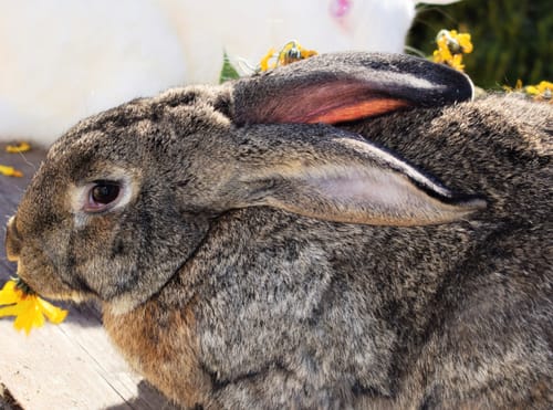 World's Longest Rabbit Stolen from UK Home | Engoo 데일리뉴스