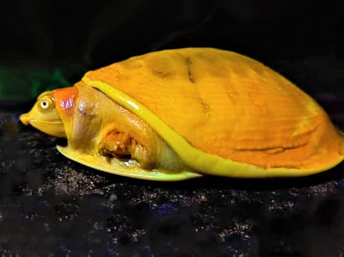 Indian Farmer Discovers Rare Yellow Turtle | DMM英会話 デイリーニュース