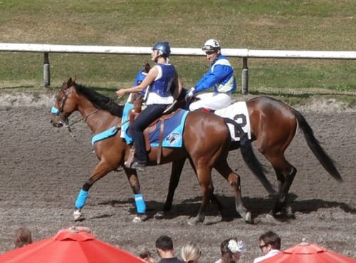 Interest in Horse Riding Grows in China | Engoo Daily News