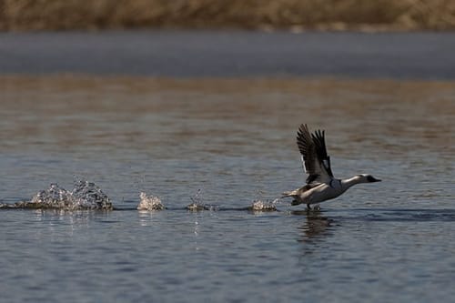 Migrating Birds Can’t Find Their Way Home | Engoo 每日新聞