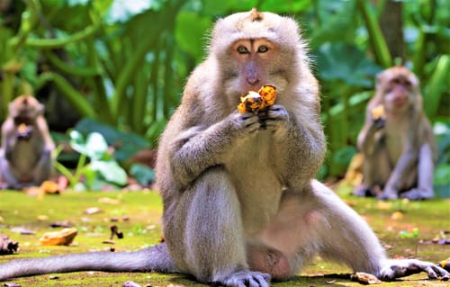 Hungry Bali Monkeys Raid Villagers' Homes for Food | Engoo Daily News