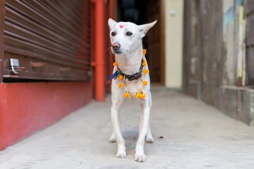 In Nepal, Every Dog Has Its Day—and That Day Is Called Kukur Tihar ...