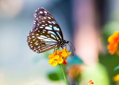 Earth's Insect Population Decreases 27% in 30 Years | Engoo Daily News