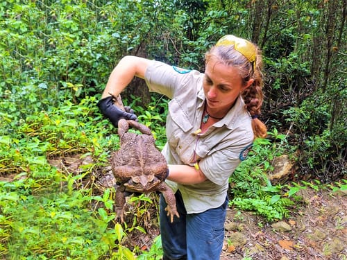 'Toadzilla' Found in Australia May Be Largest Ever | Engoo Daily News