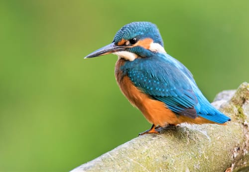 Study: Birds May Make Us Happier than Money | Engoo 每日新聞