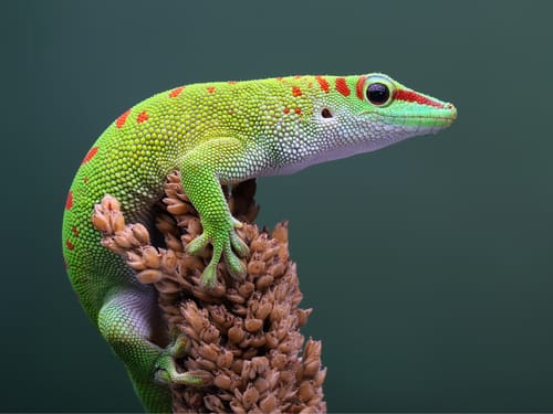 Three Reasons You Should Visit Madagascar | Engoo Daily News