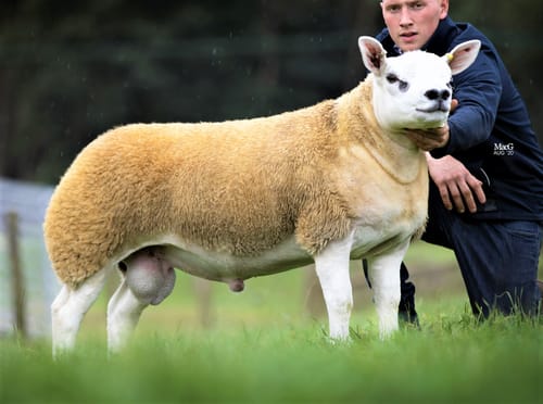World's Most Expensive Sheep Sells for $490,000 | Engoo Daily News