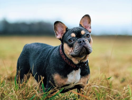 French Bulldog Becomes Most Popular US Dog Breed | Engoo Daily News