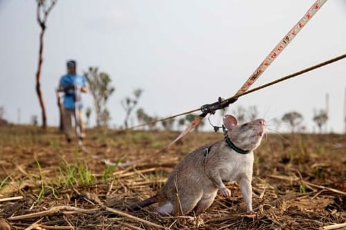 Rats Trained to Find Land Mines in Cambodia | Engoo 每日新聞
