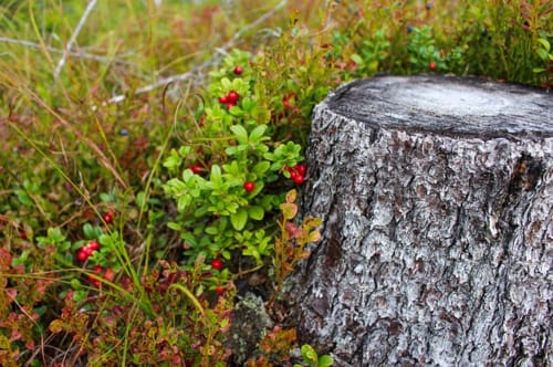 What Does It Mean to Be Stumped? | Engoo Daily News