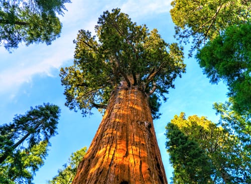 Hikers Banned from World's Tallest Tree | Engoo 데일리뉴스