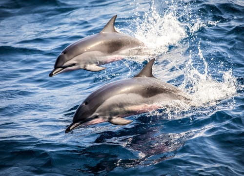 Dolphin Moms Use Baby Talk to Call to Their Young | Engoo 每日新聞