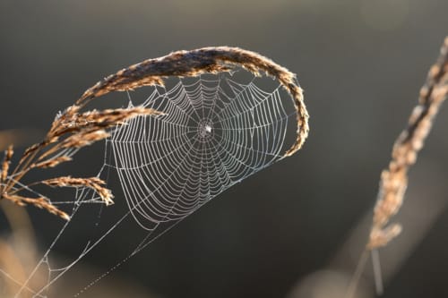 Australian Spider May Be World’s Fastest | Engoo Daily News