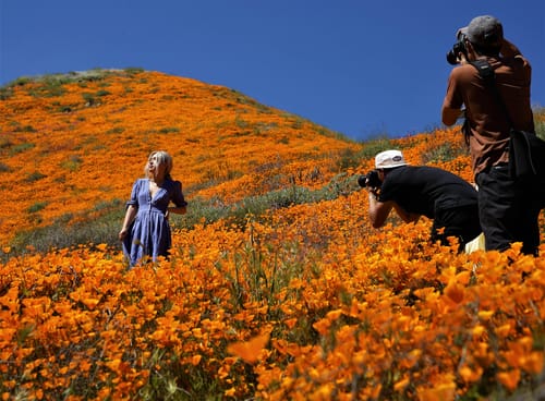 Tens of Thousands Visit California 'Super Bloom' | Engoo Daily News