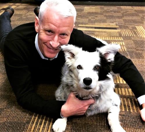 Chaser, Dog That Knew 1,000 Words, Dies at 15 | Engoo