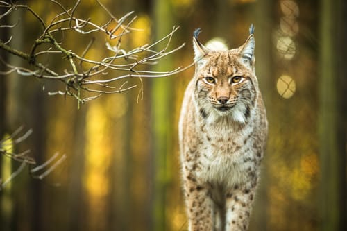 Deki the Balkan Lynx Is All Grown Up, but His Species Remains in ...