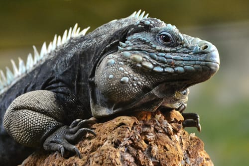 Goat Islands Designated a Wildlife Sanctuary | Engoo Global Daily News