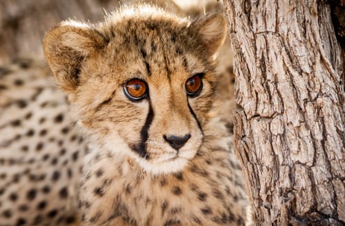 Zimbabwe Wildlife Orphanage Rescues Injured Animals | Engoo Daily News